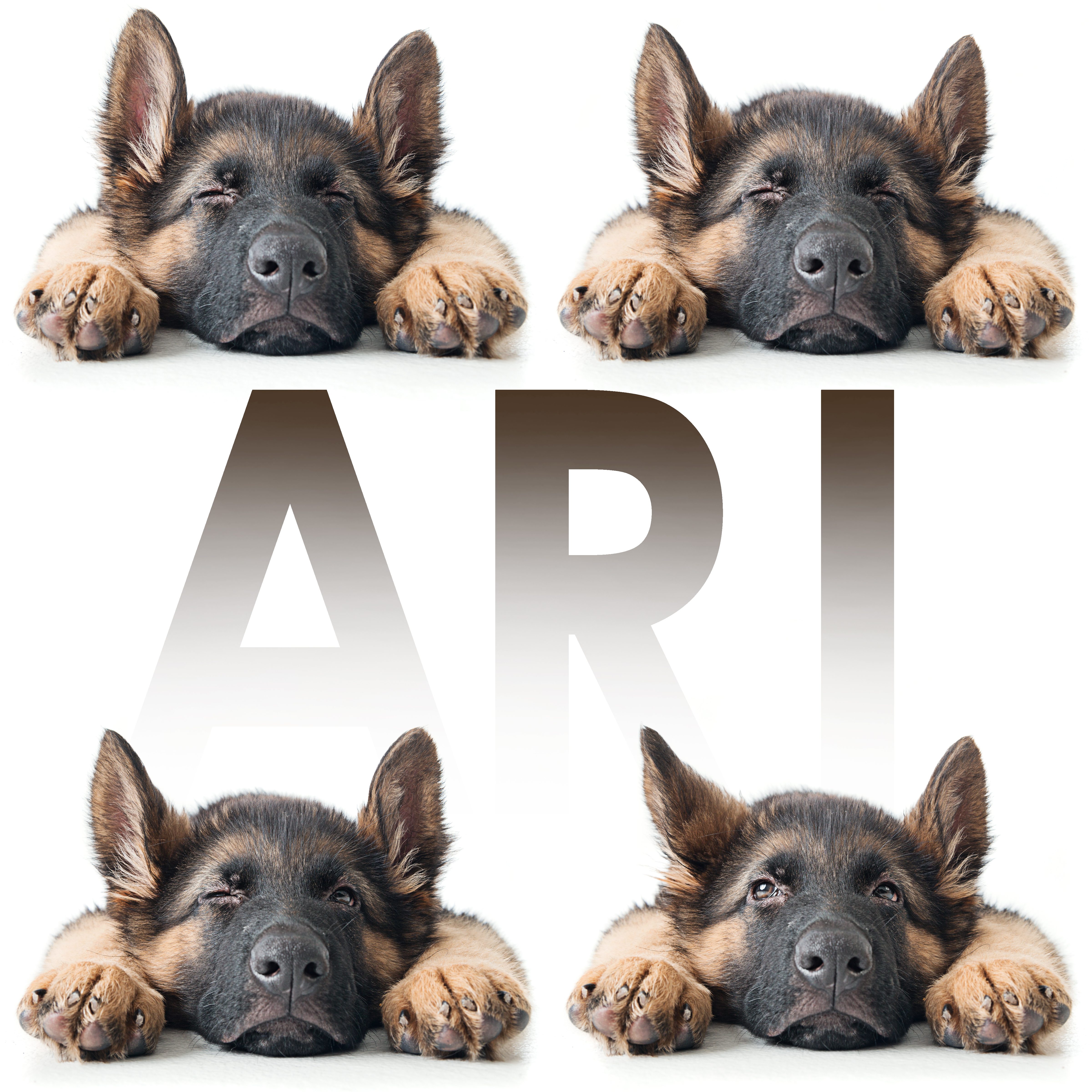 STAYIN' AWAKE (nearly) - Dogma Pet Portraits - Orange County's Voted ...