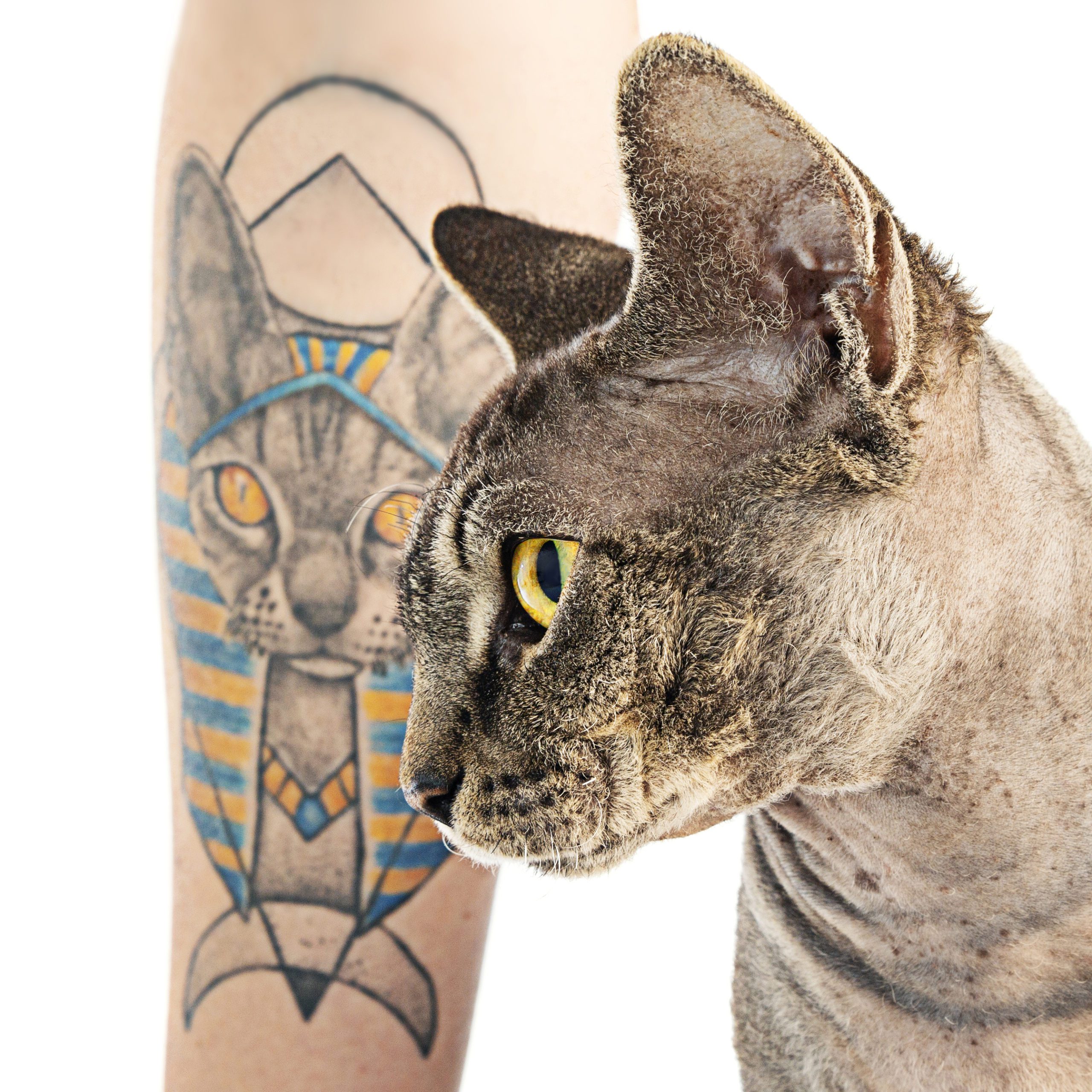 royal cats eyes - Dogma Pet Portraits - Orange County's Voted Best Pet ...