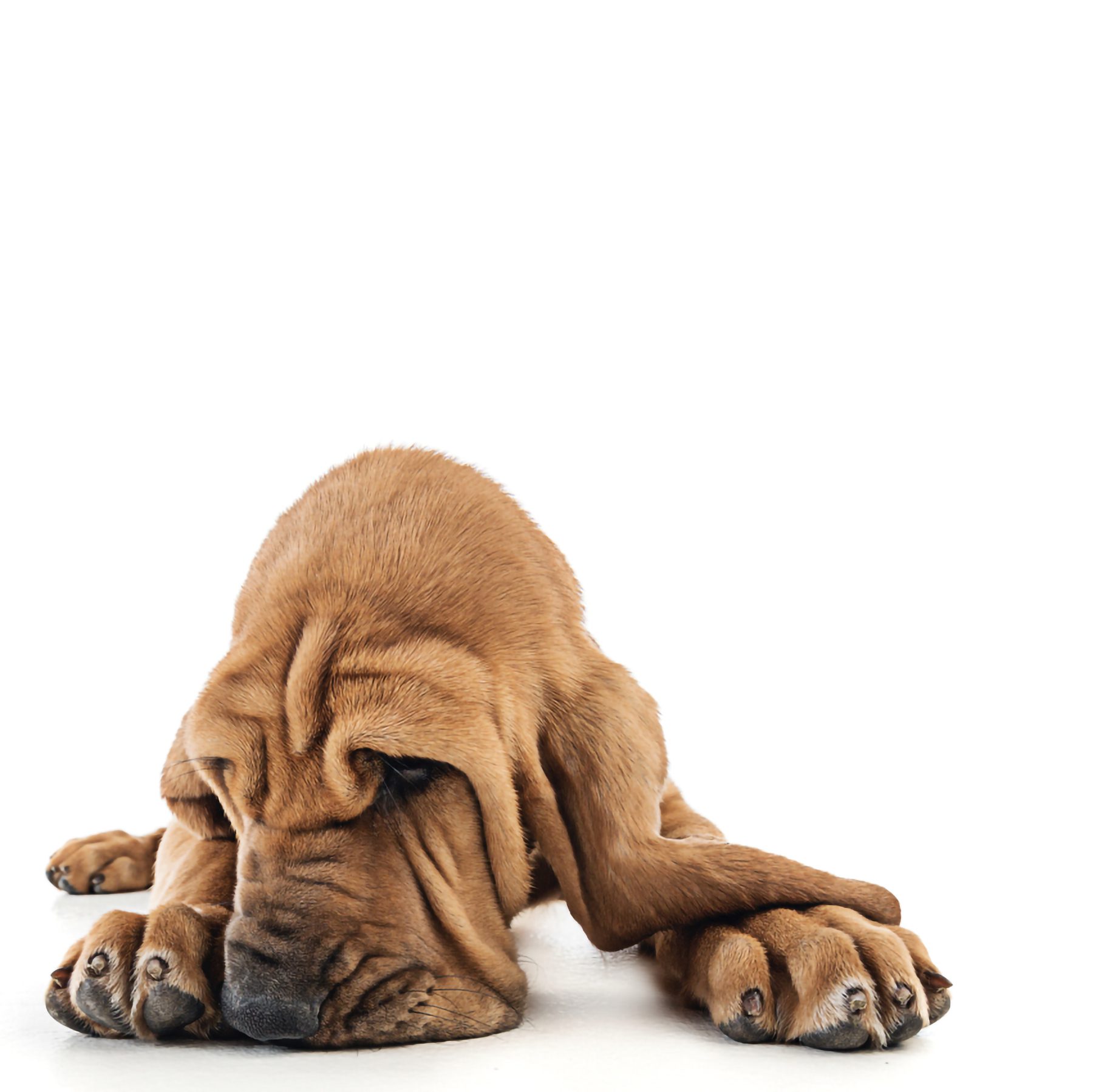 JONNY THE (CHAMPION) BLOODHOUND PUP - Dogma Pet Portraits - Orange ...