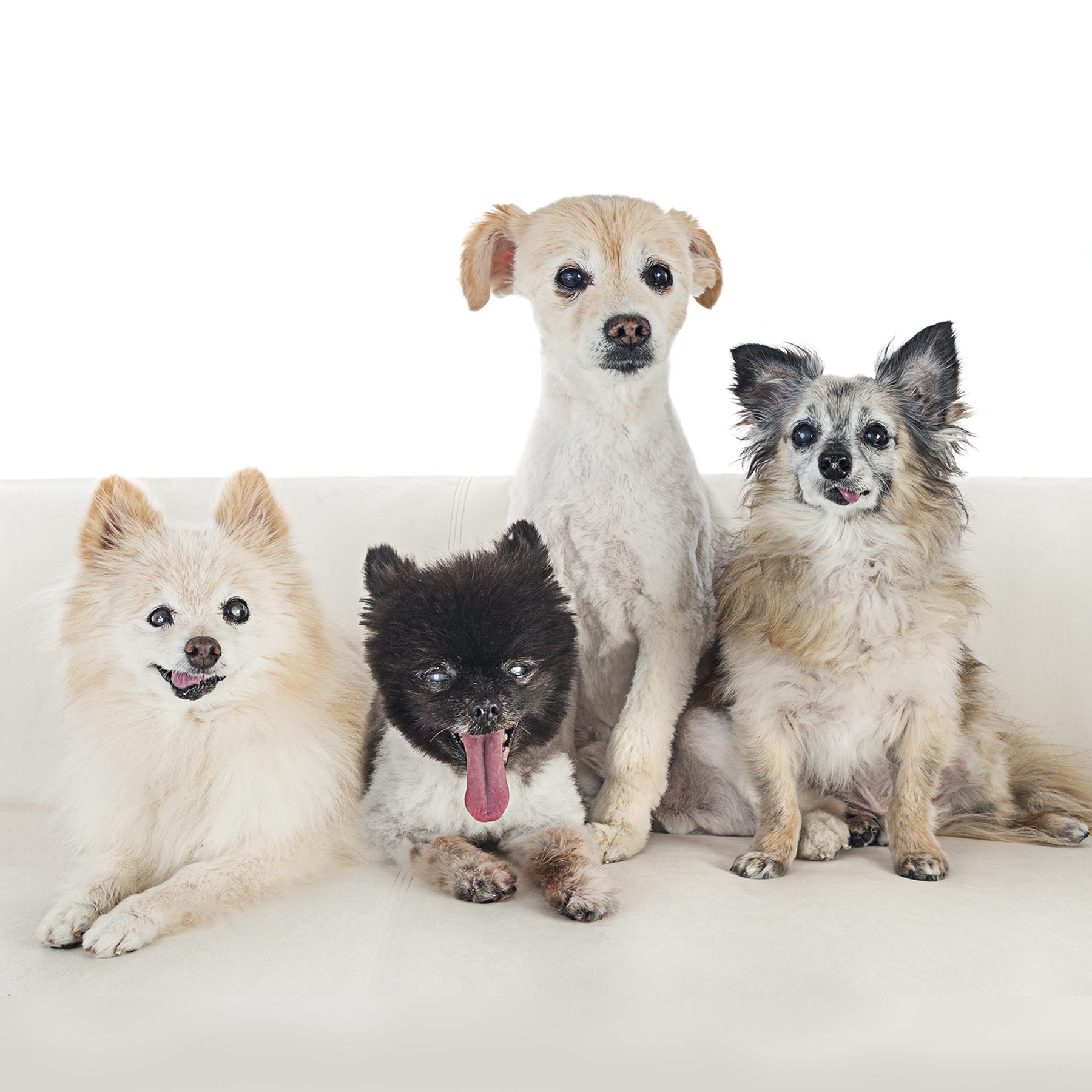 WHAT WE LOVE ABOUT THIS................ - Dogma Pet Portraits - Orange ...